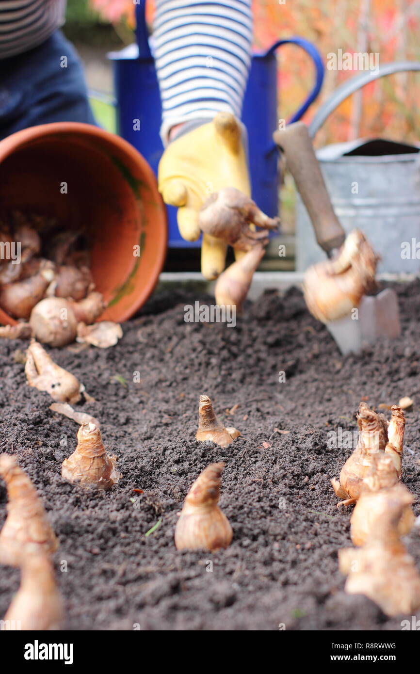 Narcissus. Throwing daffodil bulbs onto a bare garden border to achieve ...