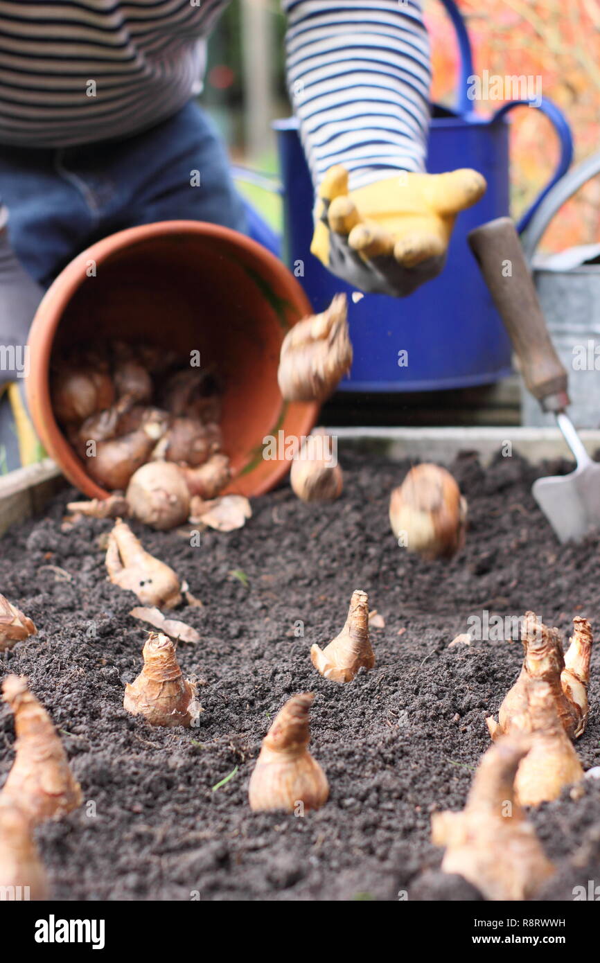 Narcissus. Throwing daffodil bulbs onto a bare garden border to achieve ...