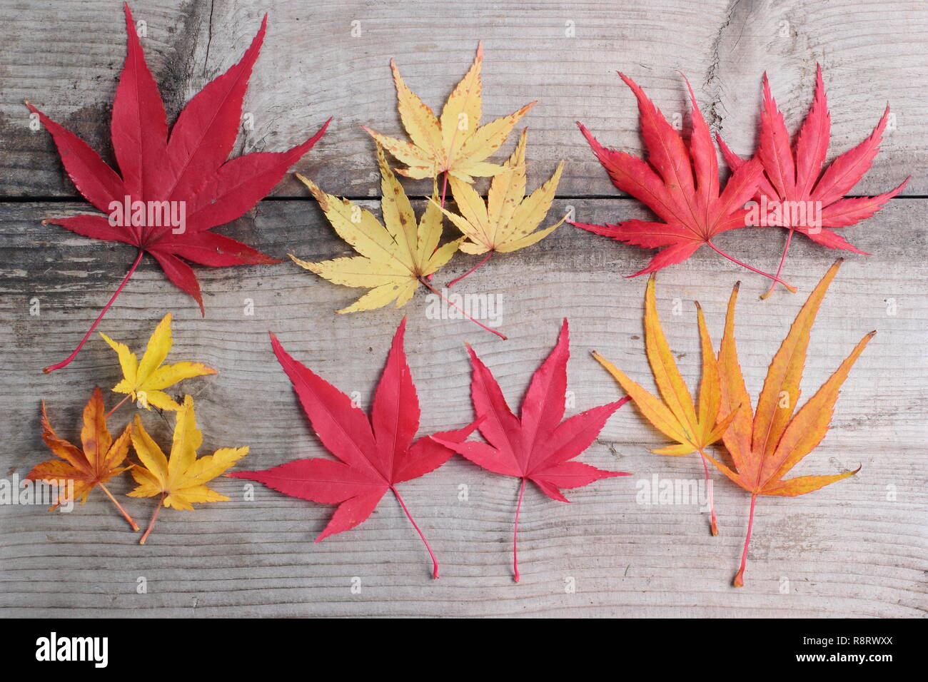 Acer palmatum vila taranto hi-res stock photography and images - Alamy