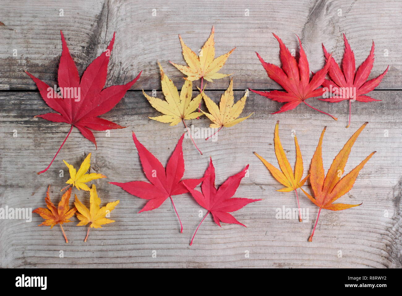 Acer palmatum. Japanese maples leaves in autumn. Top row (l-r ...