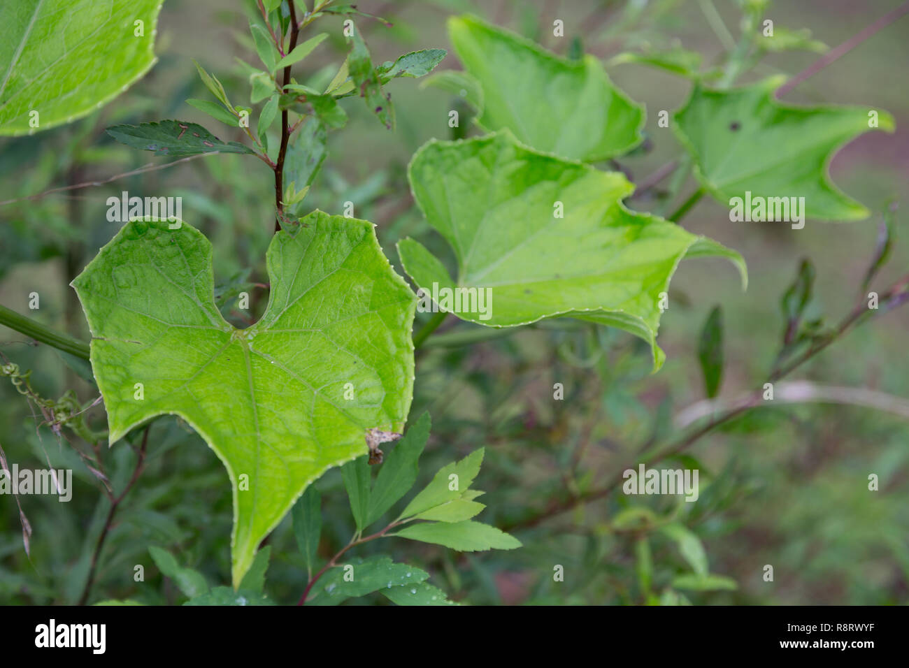 Chayote (Sechium edule) a.k.a. mirliton squash, leaves and tendril ...