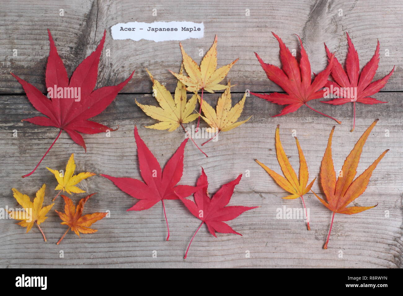 Acer palmatum. Japanese maples leaves in autumn. Top row (l-r ...
