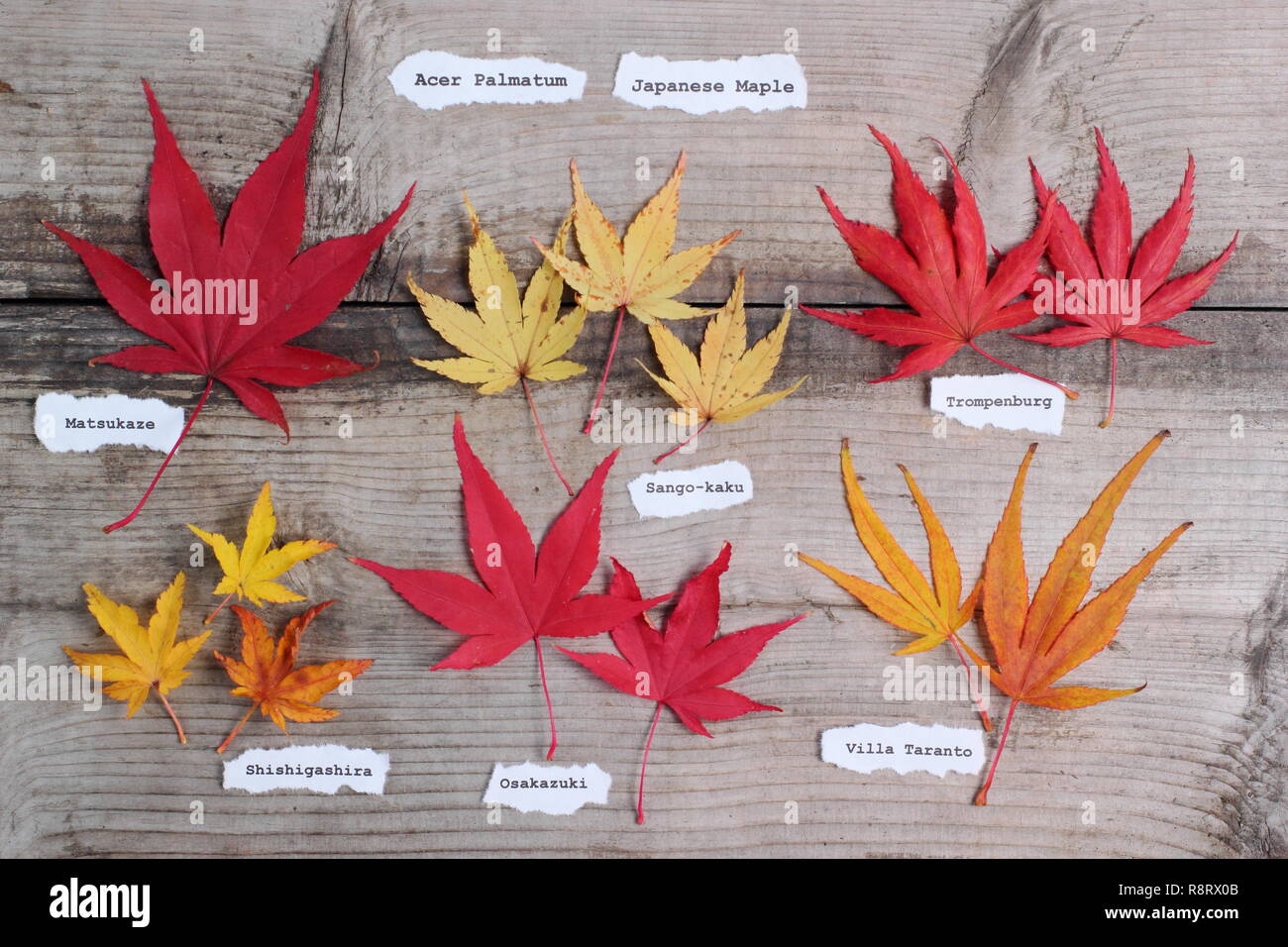 Leaves identification hi-res stock photography and images - Alamy
