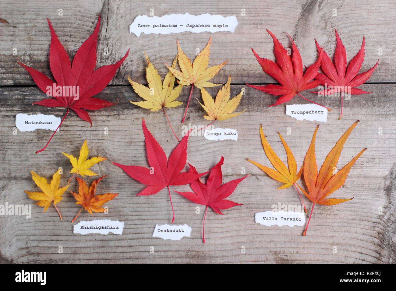 Acer palmatum. Japanese maples leaves in autumn. Top row (l-r ...