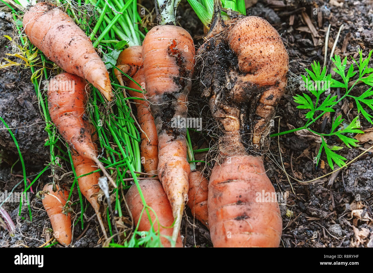 Damage to carrots caused by the larva of the carrot fly. Protect the ...