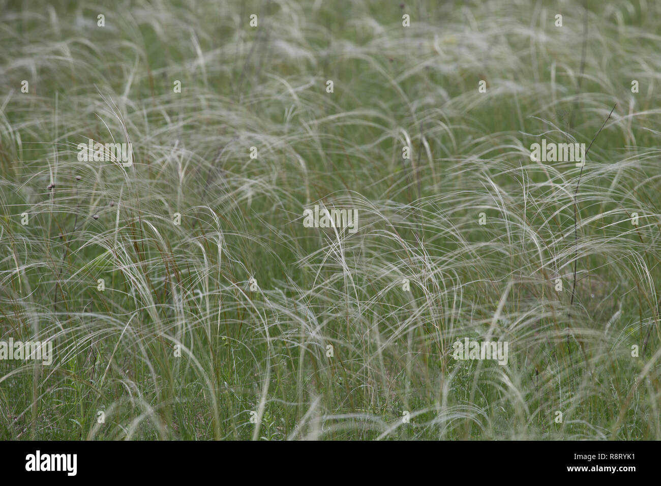 Stipa capillata is a tufted perennial grass that grows in steppes and ...