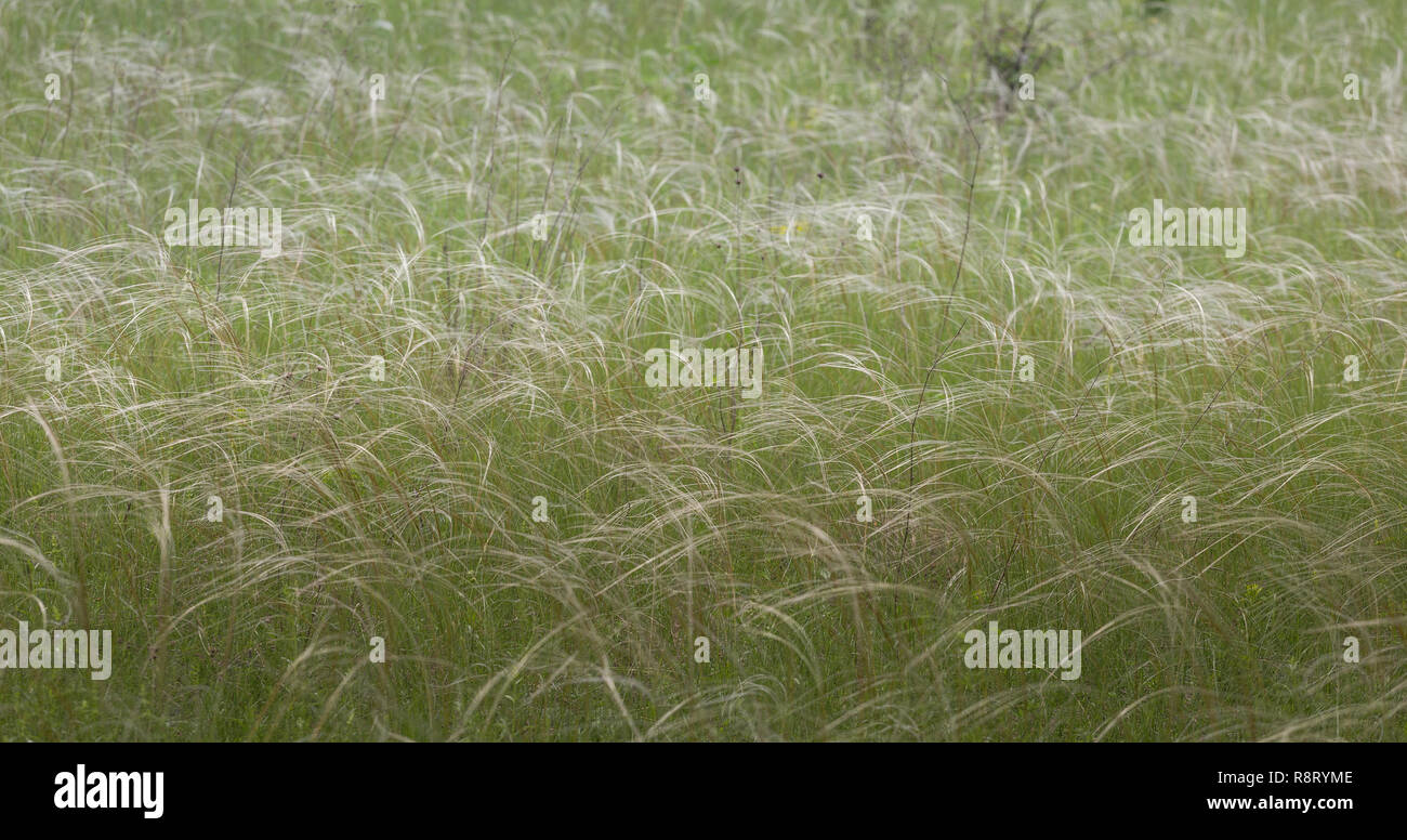 Stipa capillata is a tufted perennial grass that grows in steppes and ...