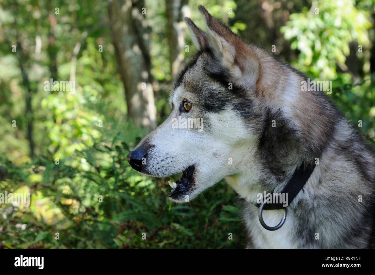 Husky side hi-res stock photography and images - Alamy