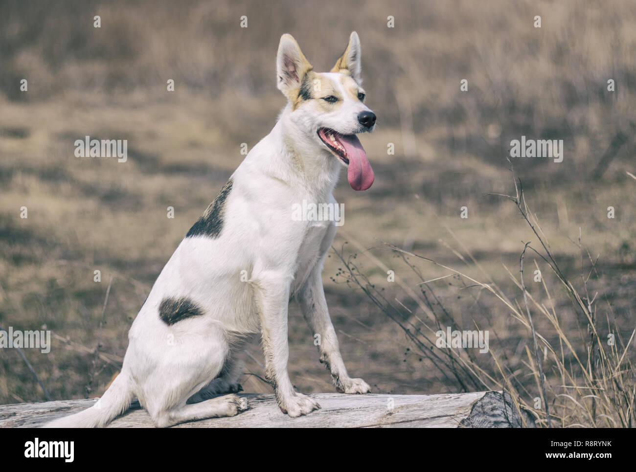 Cross breed hunting northern hi-res stock photography and images - Alamy