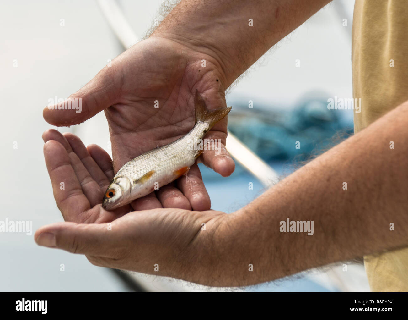 Silver fish scales hi-res stock photography and images - Alamy