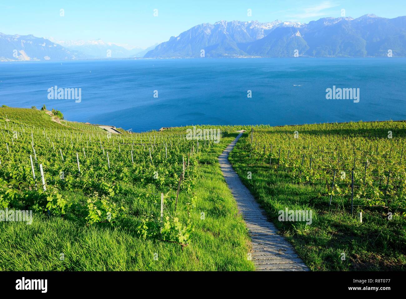 Switzerland, canton of Vaud, Lake Geneva, District Lavaux Oron, Lavaux ...