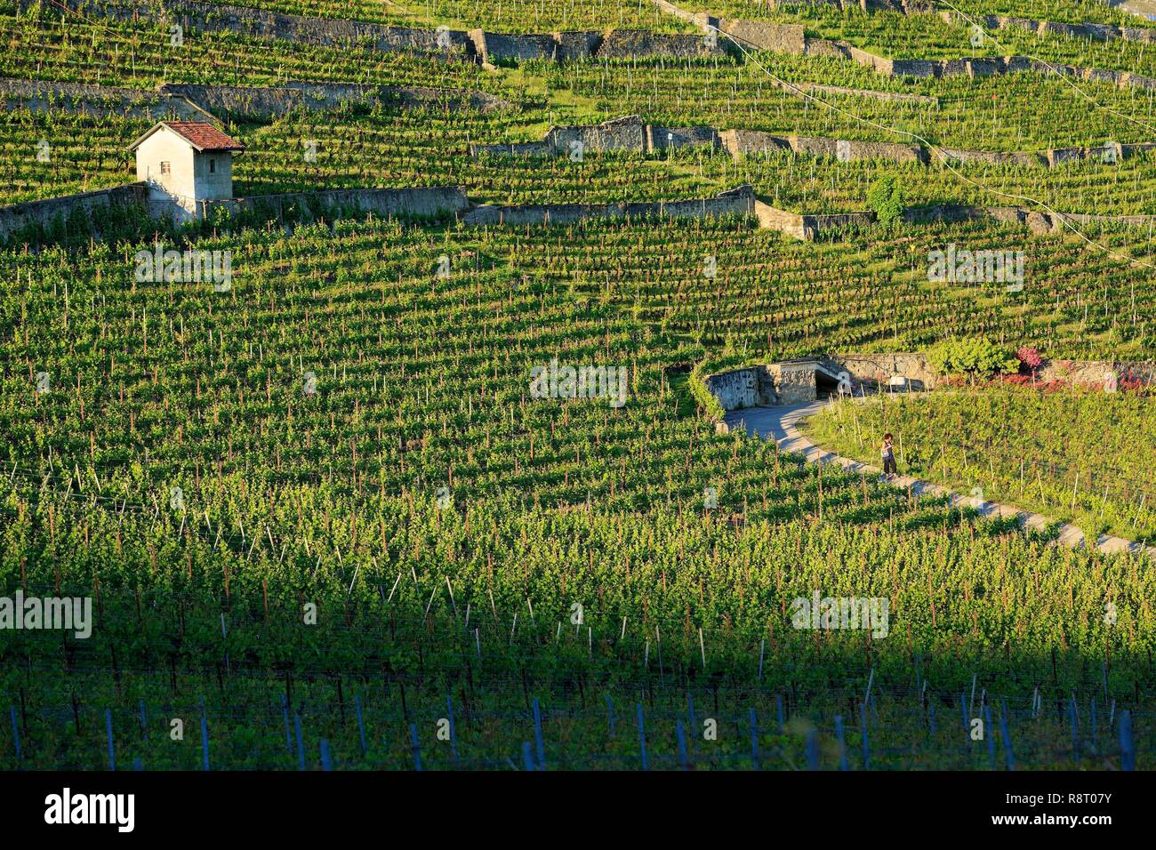 Rivaz switzerland vaud lake geneva hi-res stock photography and images ...