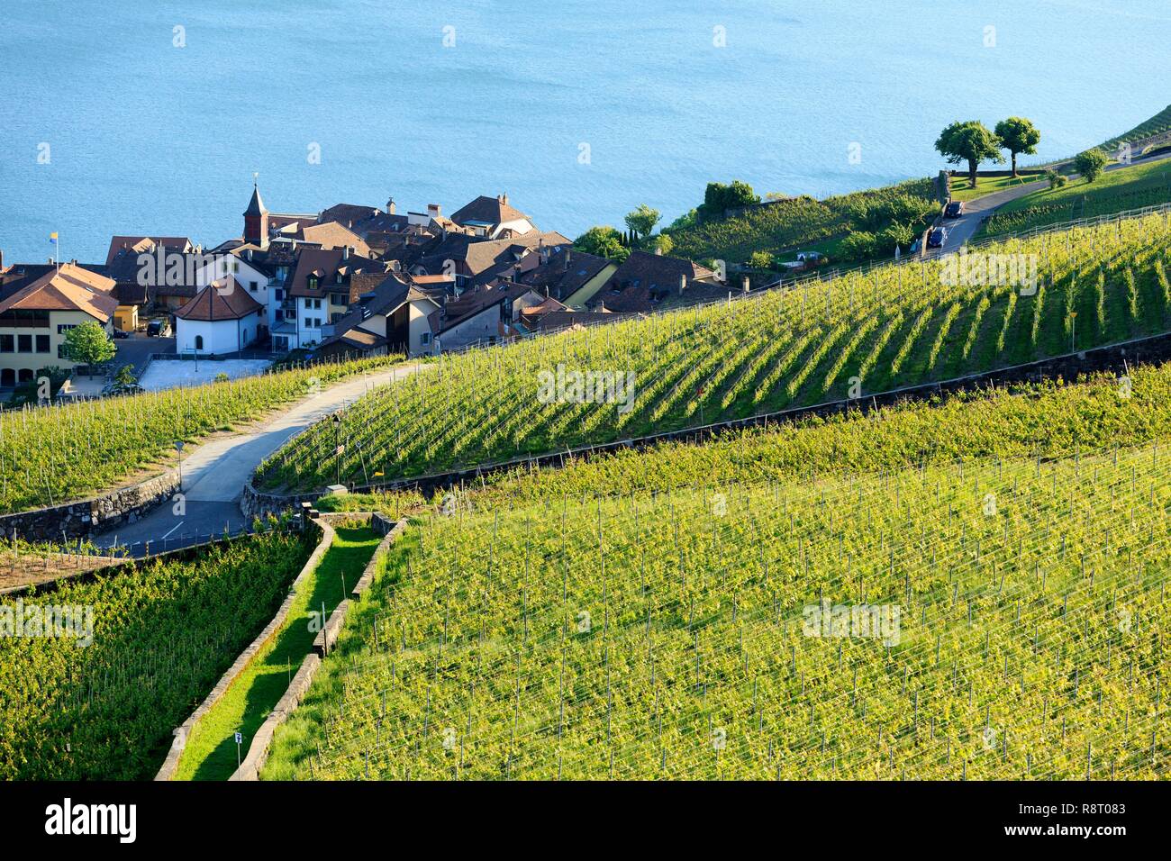 Switzerland, canton of Vaud, Lake Geneva, District Lavaux Oron ...