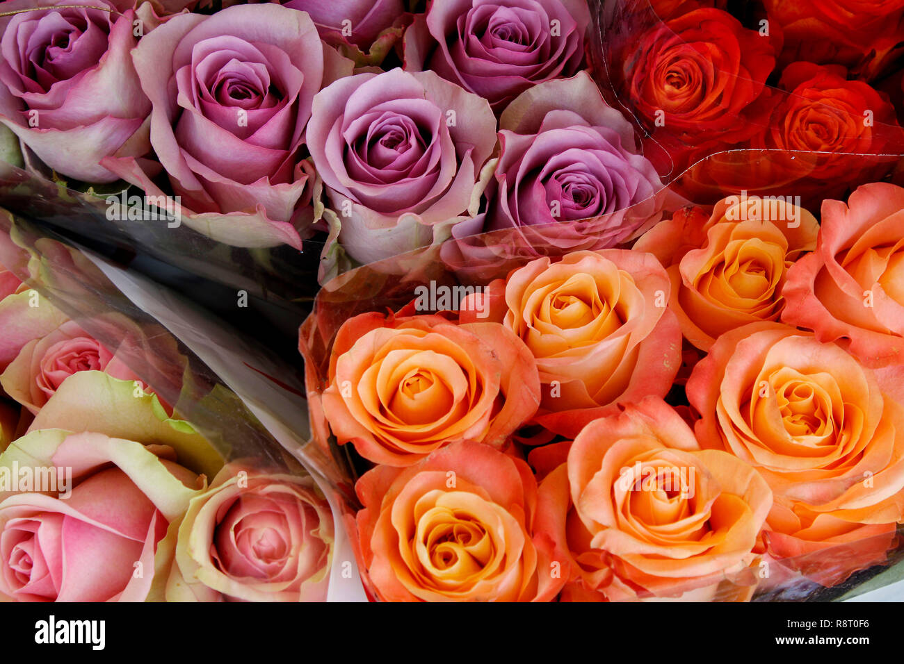 Bunch of roses hi-res stock photography and images - Alamy