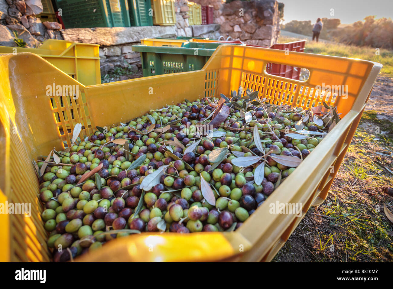 Cultivation of olives hi-res stock photography and images - Alamy