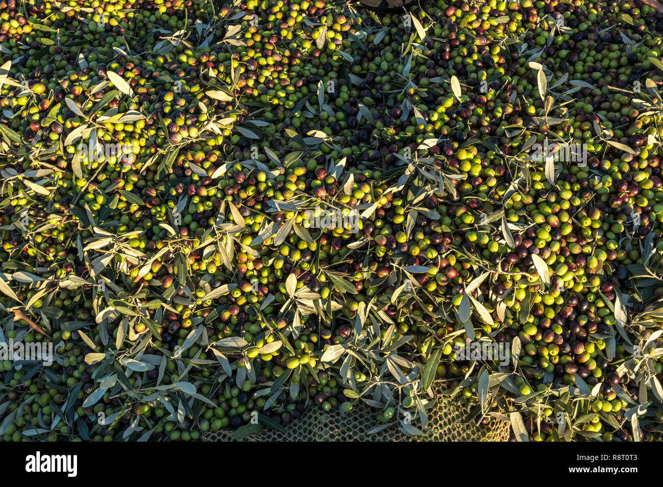 Olive farming hi-res stock photography and images - Alamy