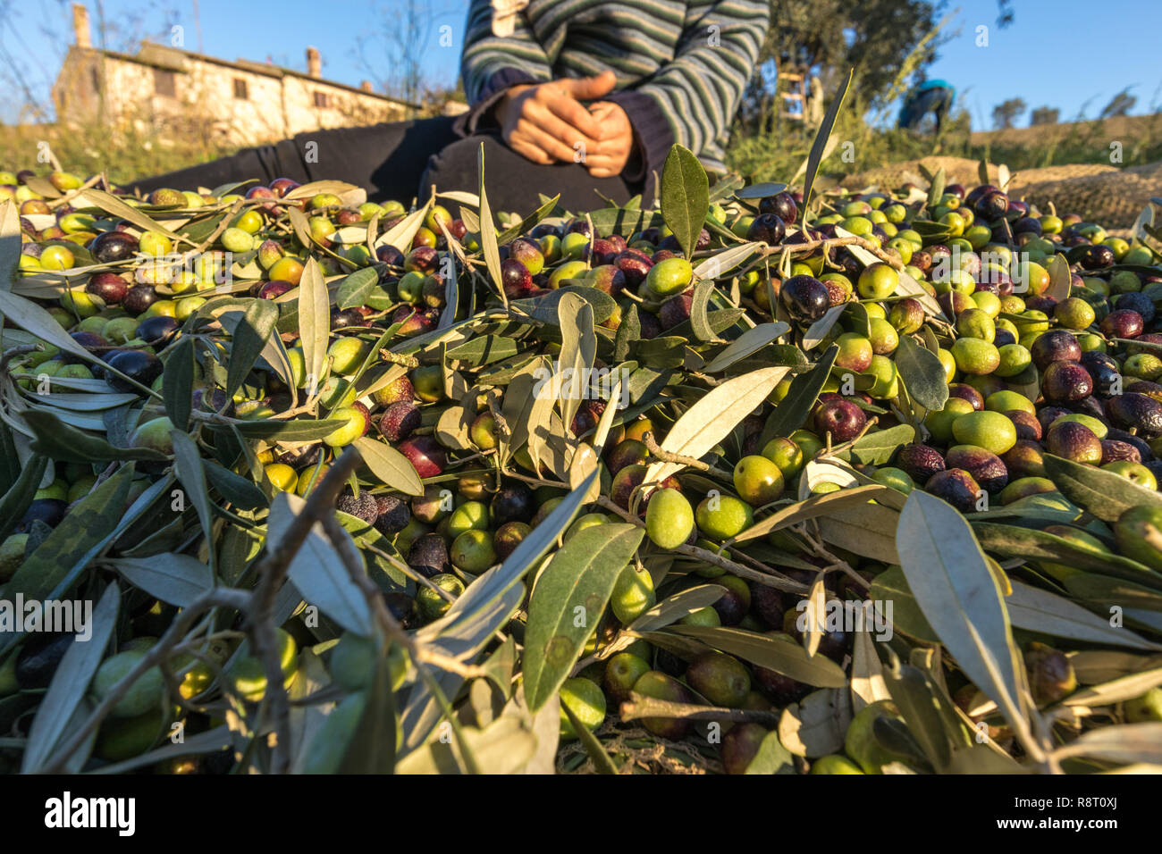 Harvesting olives italy hi-res stock photography and images - Alamy