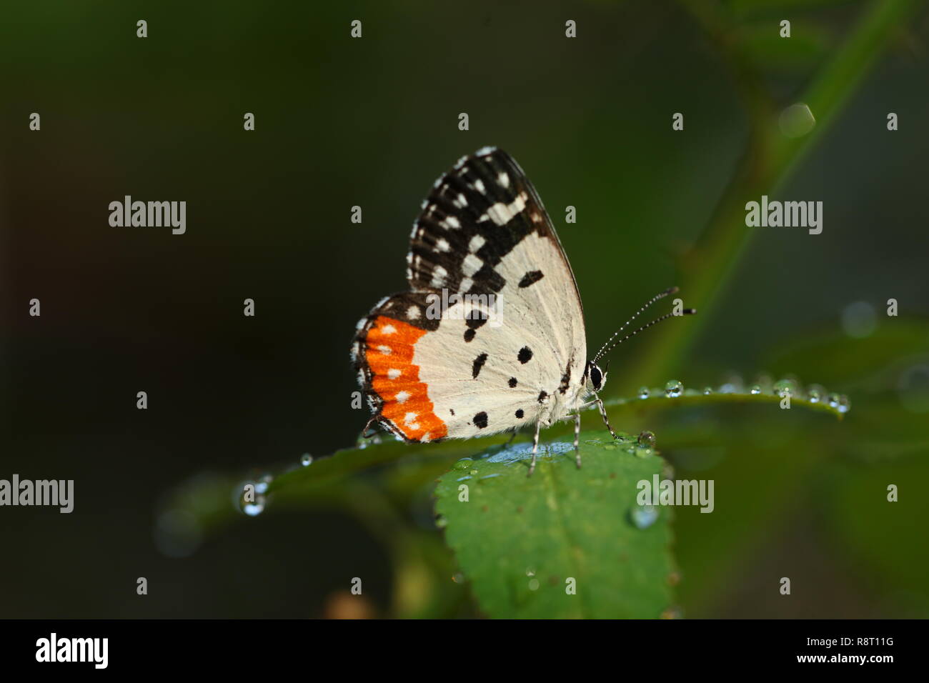 Red Pierrot Butterfly High Resolution Stock Photography and Images - Alamy