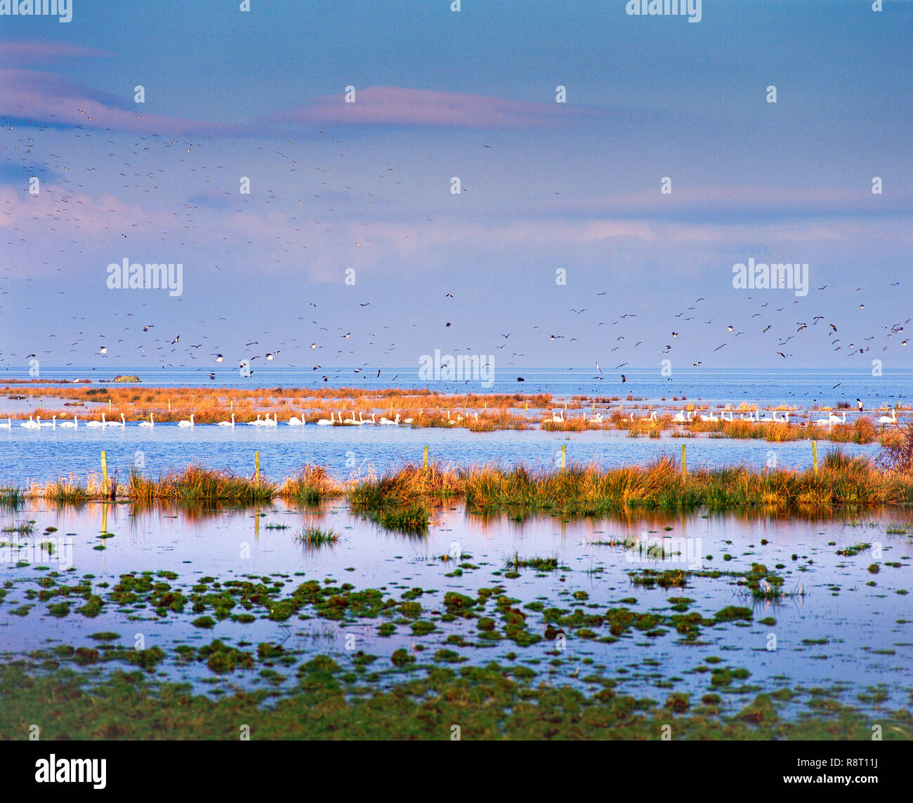 The shores of Lough Neagh in Northern Ireland Stock Photo - Alamy