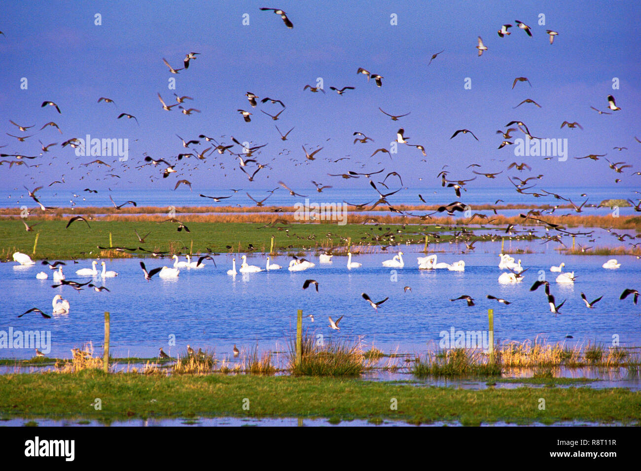 The shores of Lough Neagh in Northern Ireland Stock Photo - Alamy