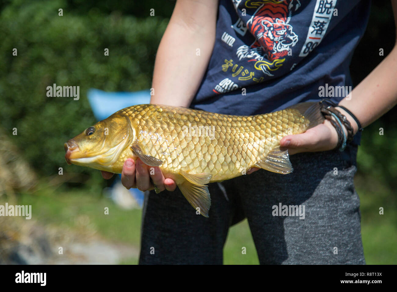 Karp hi-res stock photography and images - Alamy