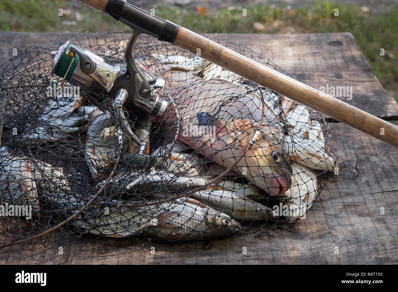 Good catch. Just taken from the water big freshwater common bream known ...
