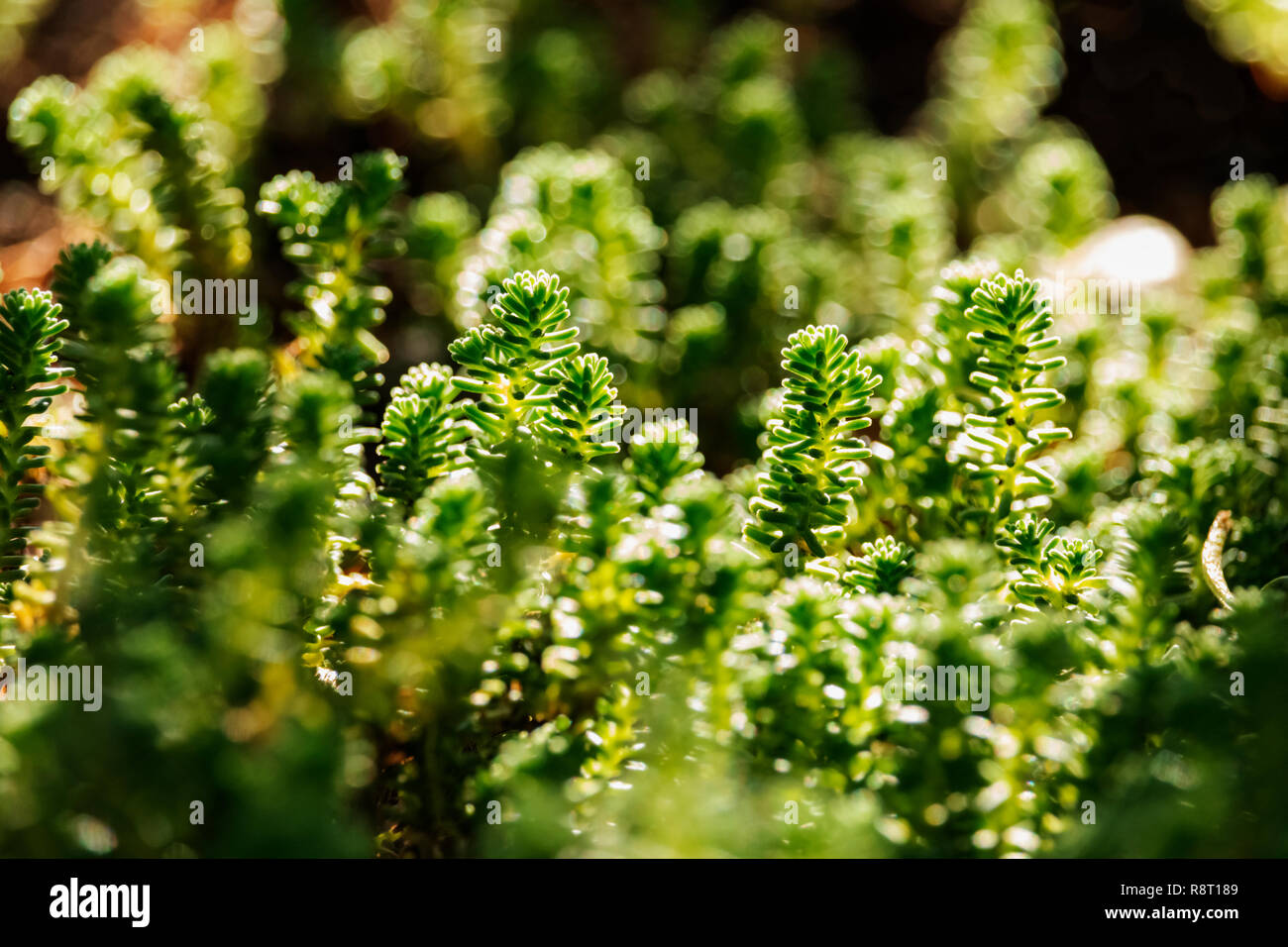 Gold moss sedum hi-res stock photography and images - Alamy