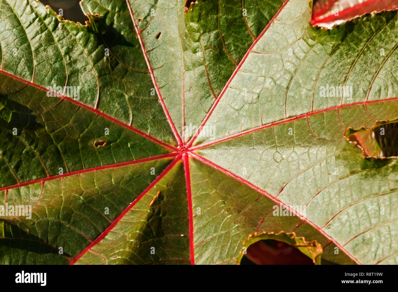 Castor Leaf High Resolution Stock Photography and Images - Alamy