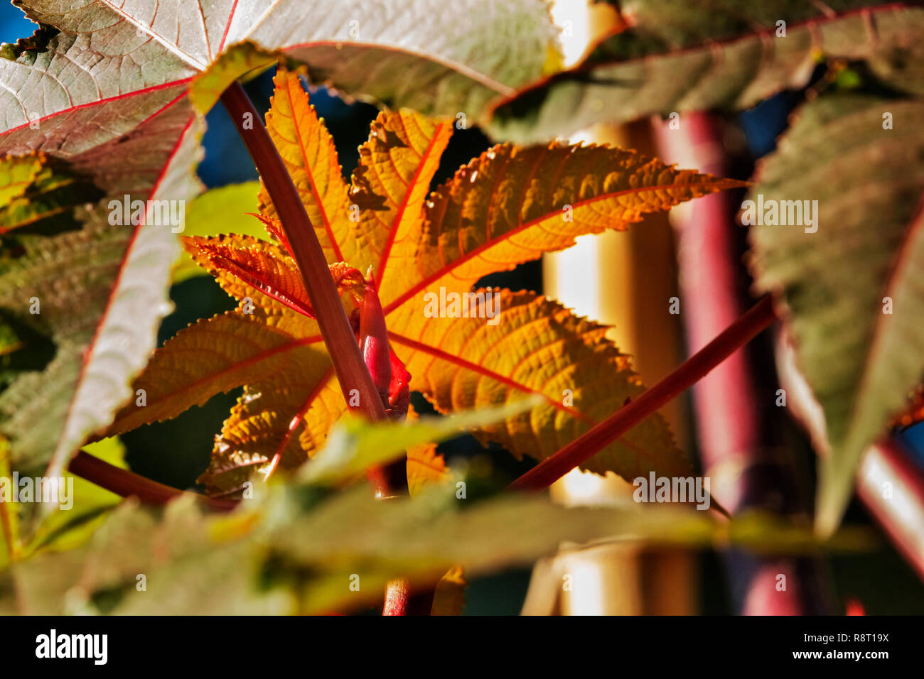 Red bean tree hi-res stock photography and images - Alamy