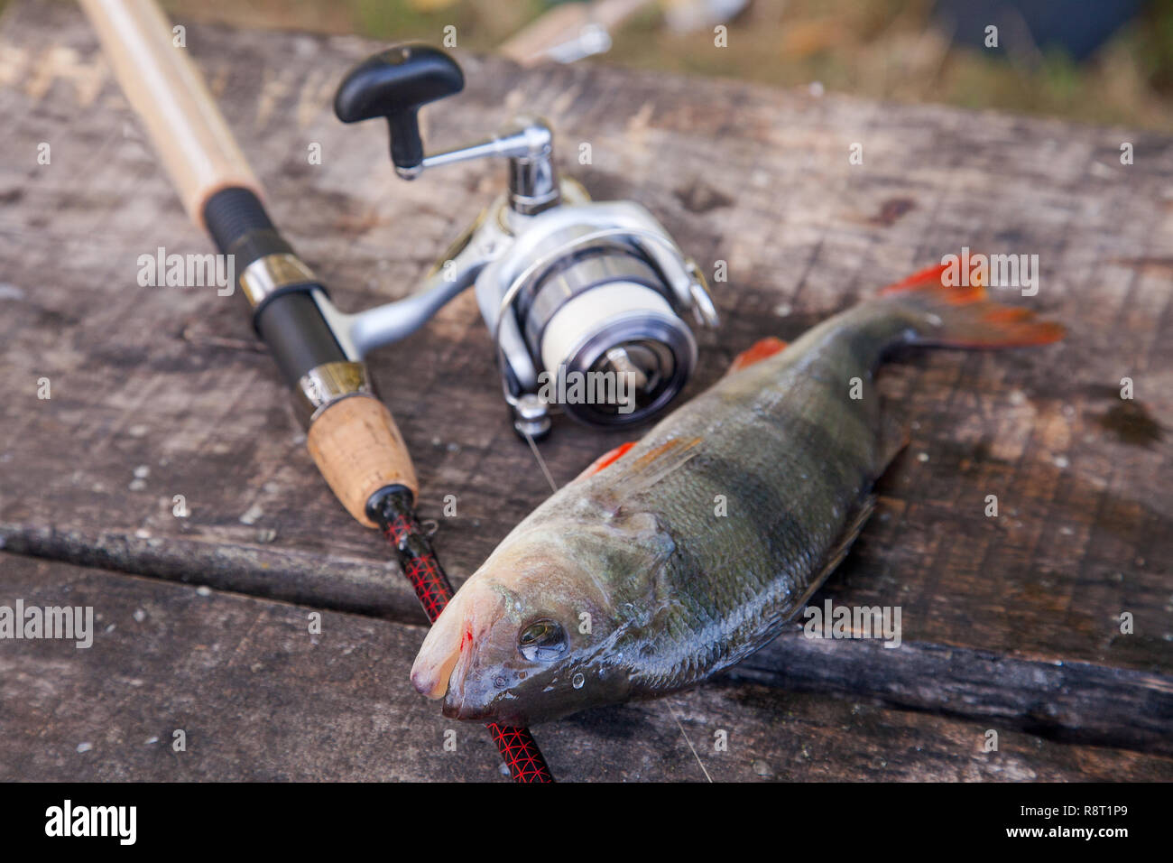 Close up view of freshwater perch and fishing rod with reel lying on ...