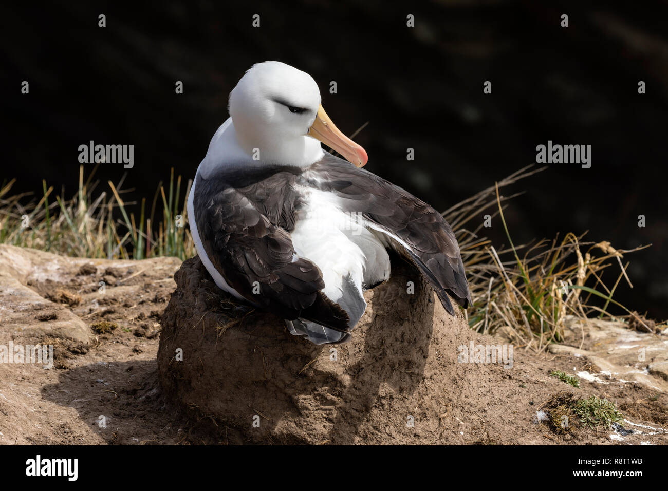 Black browed albatross sitting up close hi-res stock photography and ...