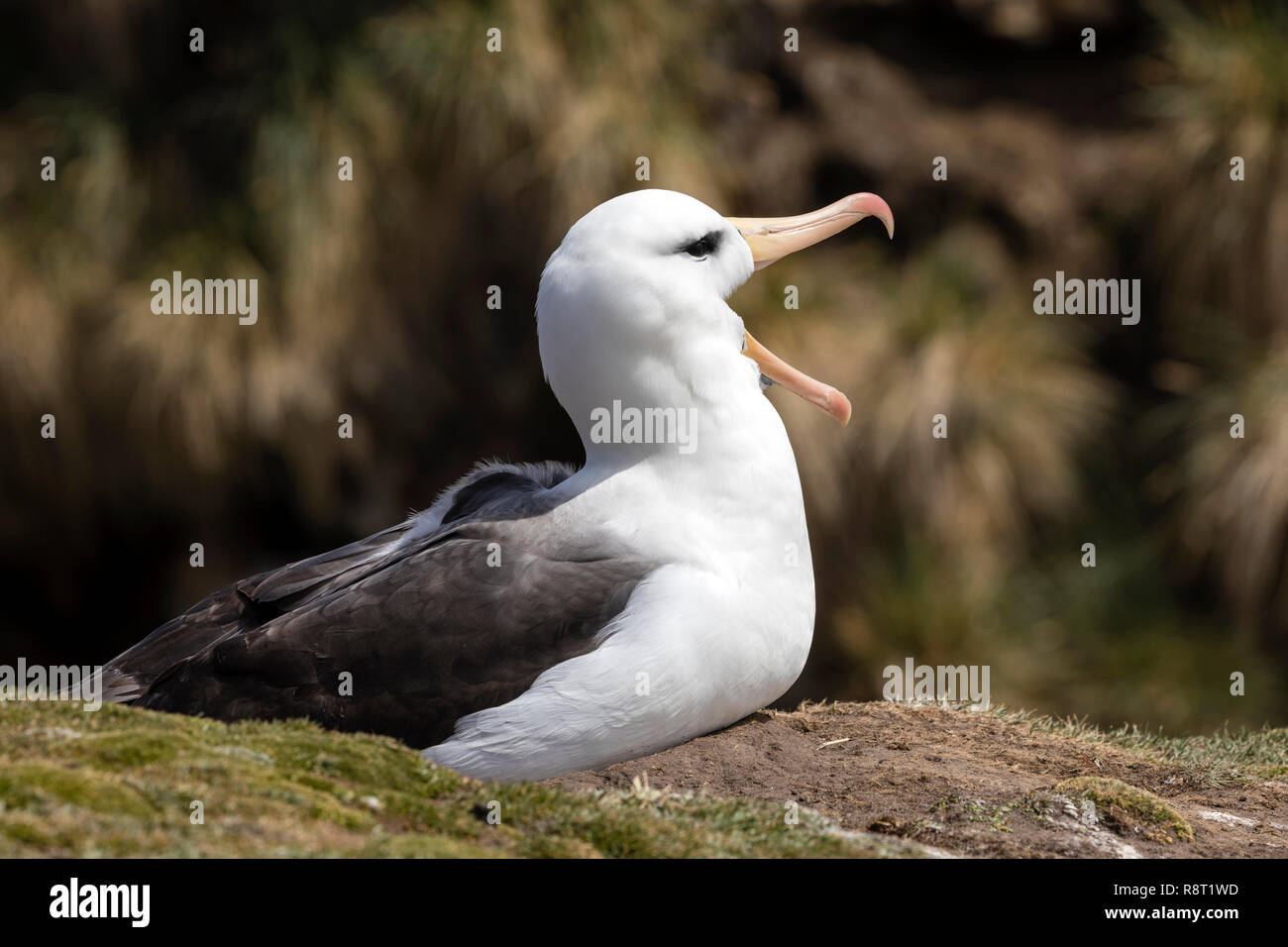 Black-browed Albatross sits on his nest and has his beak wide open on ...