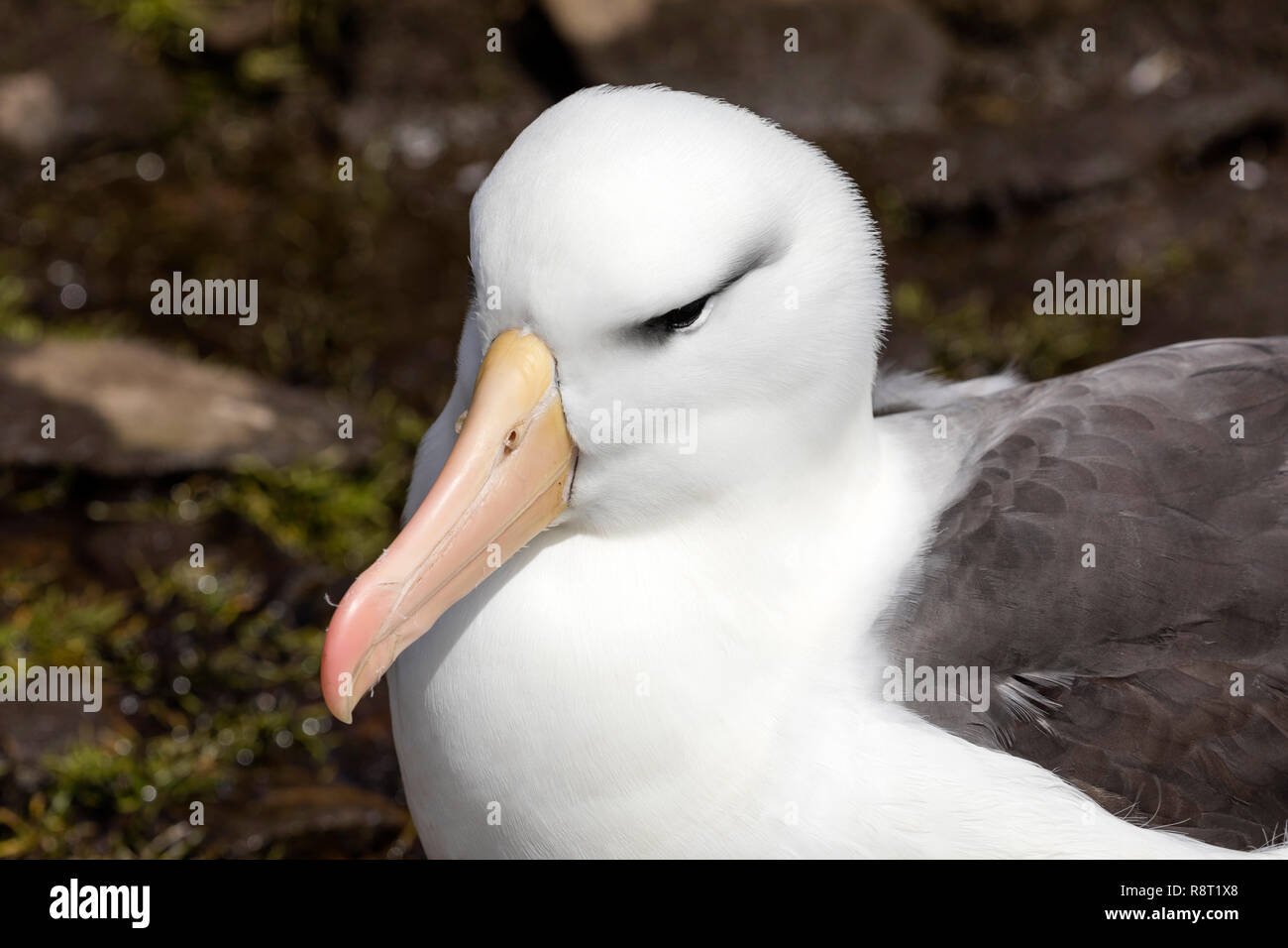Close-up of the head of a black-browed Albatross on Saunders Island ...