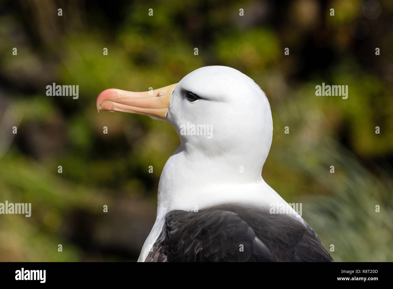 Close-up of the head of a black-browed Albatross on Saunders Island ...