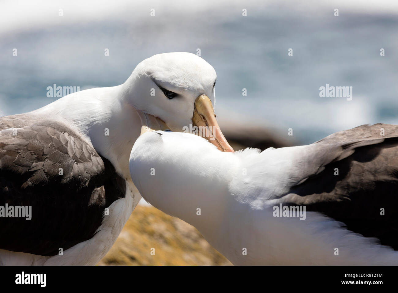 Black-browed Albatross couple scratches each other's neck with their ...