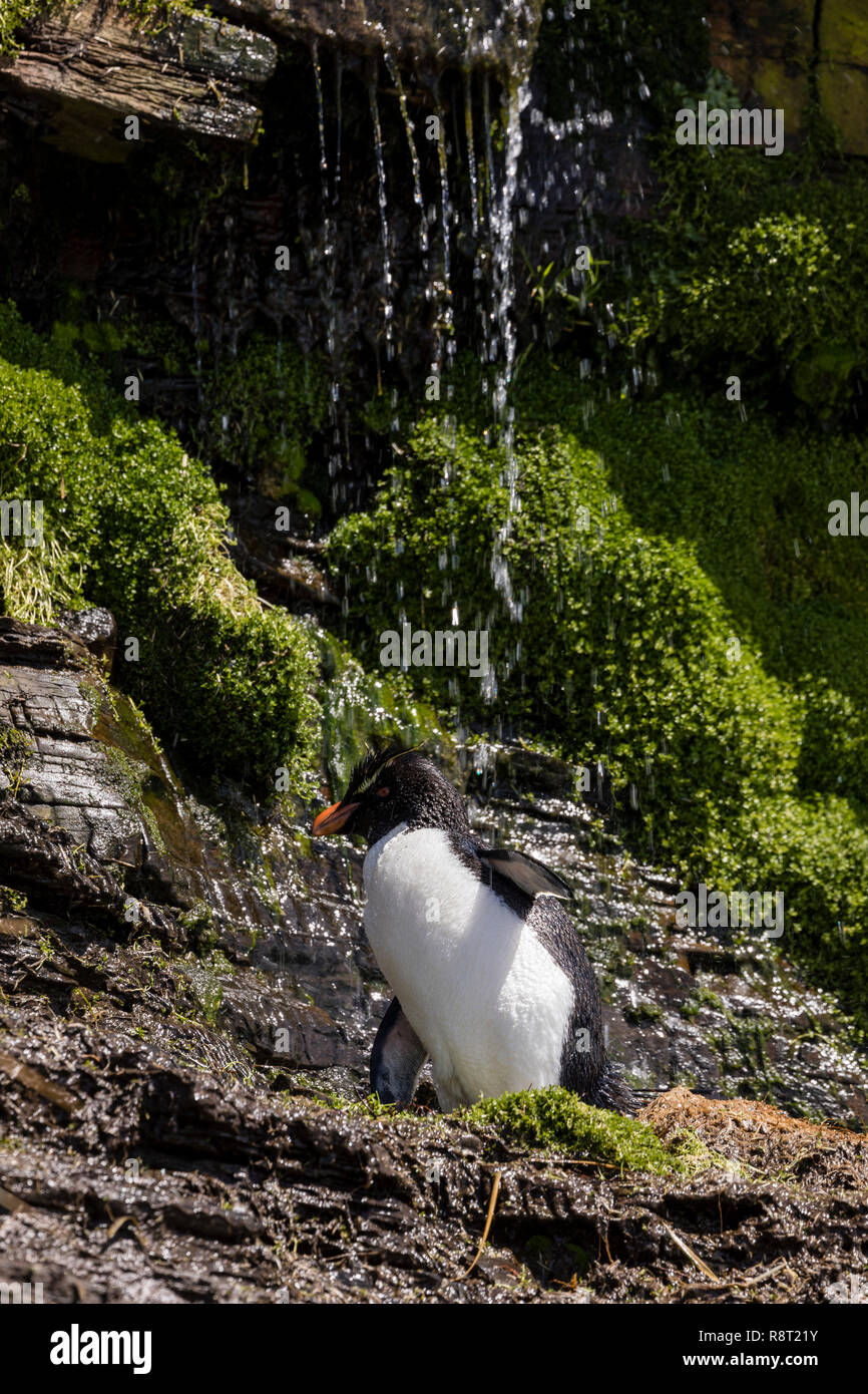 A Rockhopper penguin on Saunders Island takes a shower under a ...