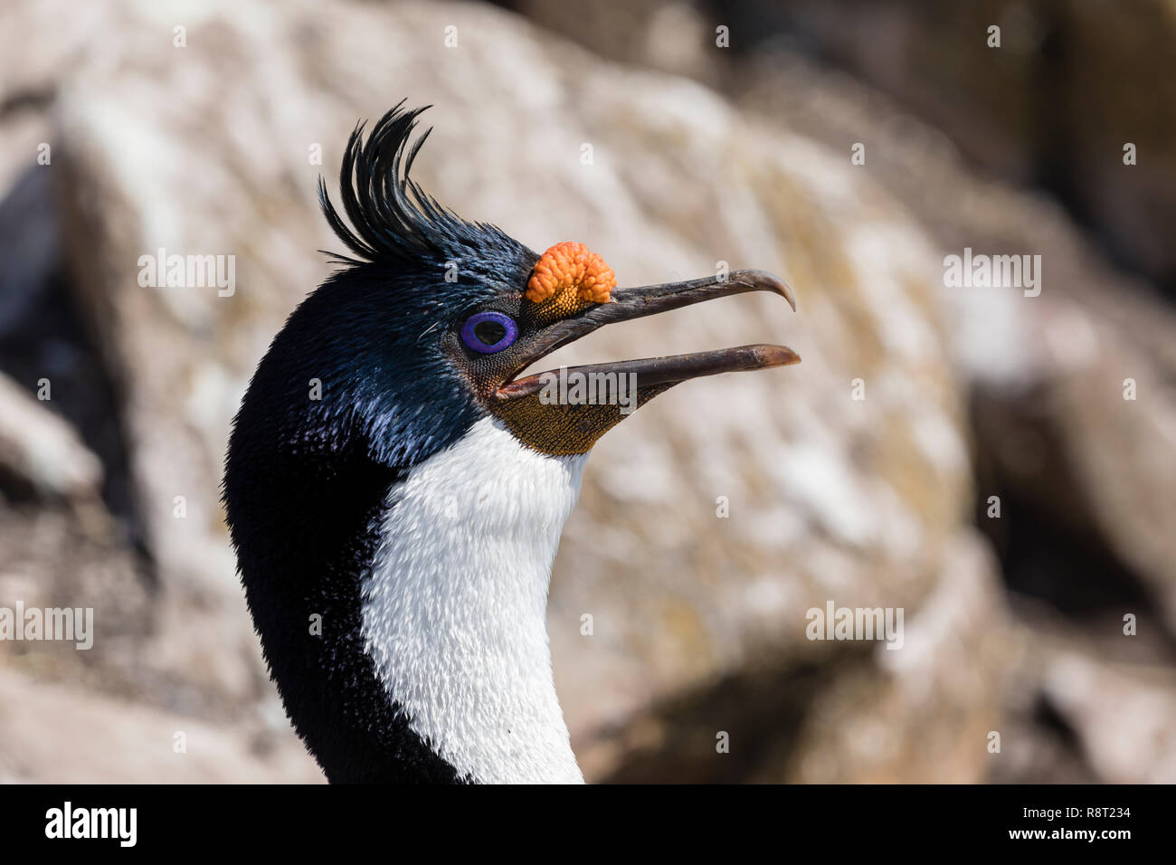 Close-up of the head of a King Cormorant on Saunders Island, Falkland ...