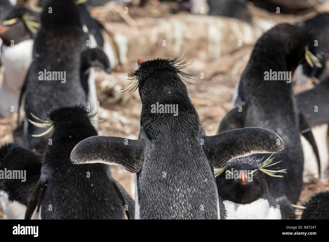 Rockhopper penguin is stretching its wings on Saunders Island, Falkland ...