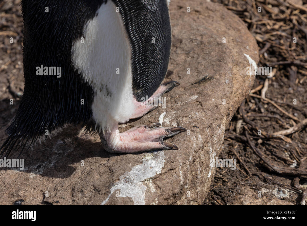 Penguin Feet Black High Resolution Stock Photography and Images - Alamy