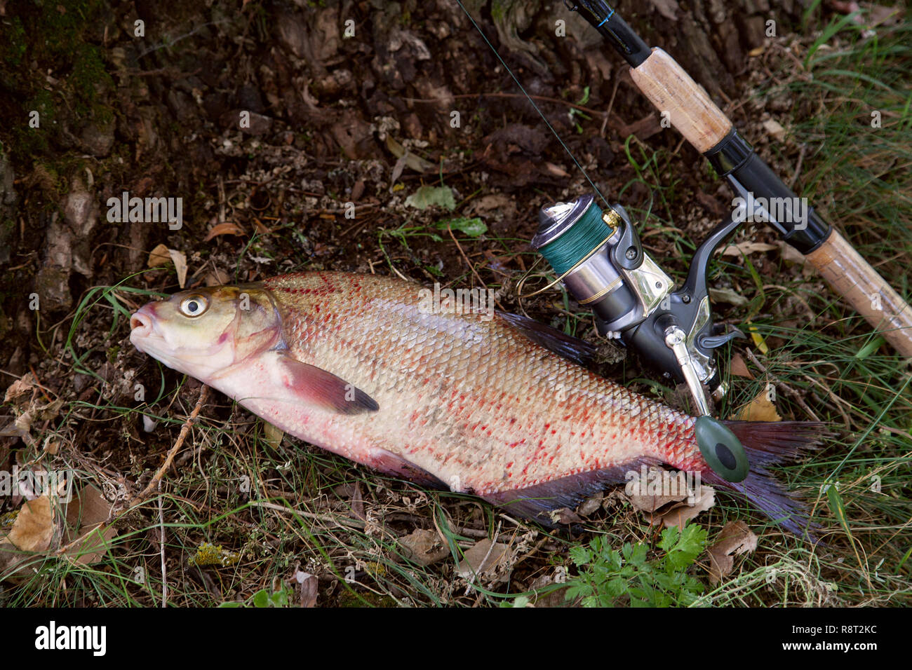 Good catch. Just taken from the water big freshwater common bream known ...