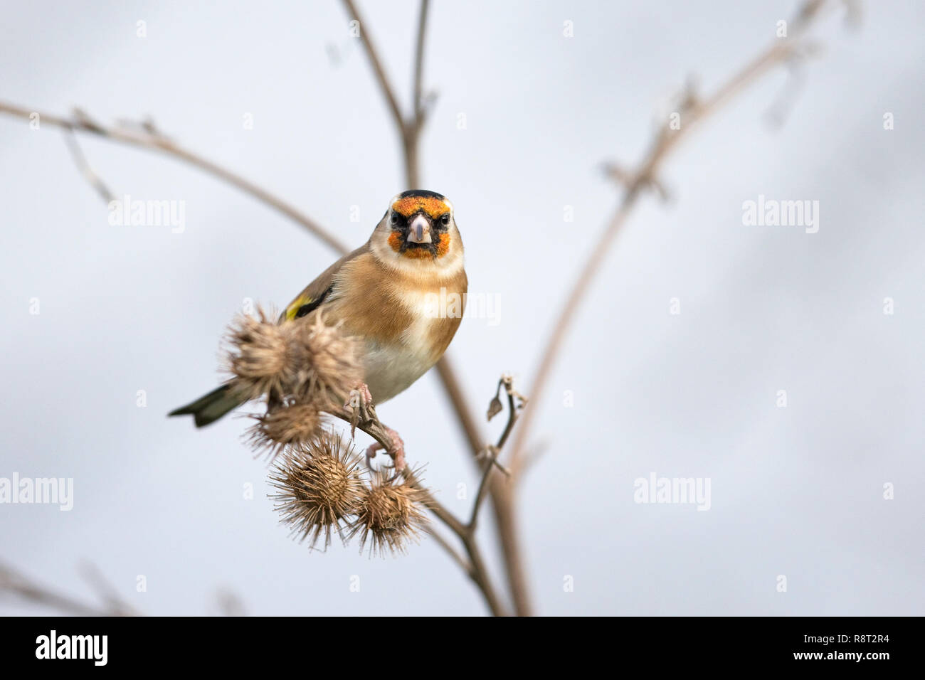Goldfinch es hi-res stock photography and images - Alamy