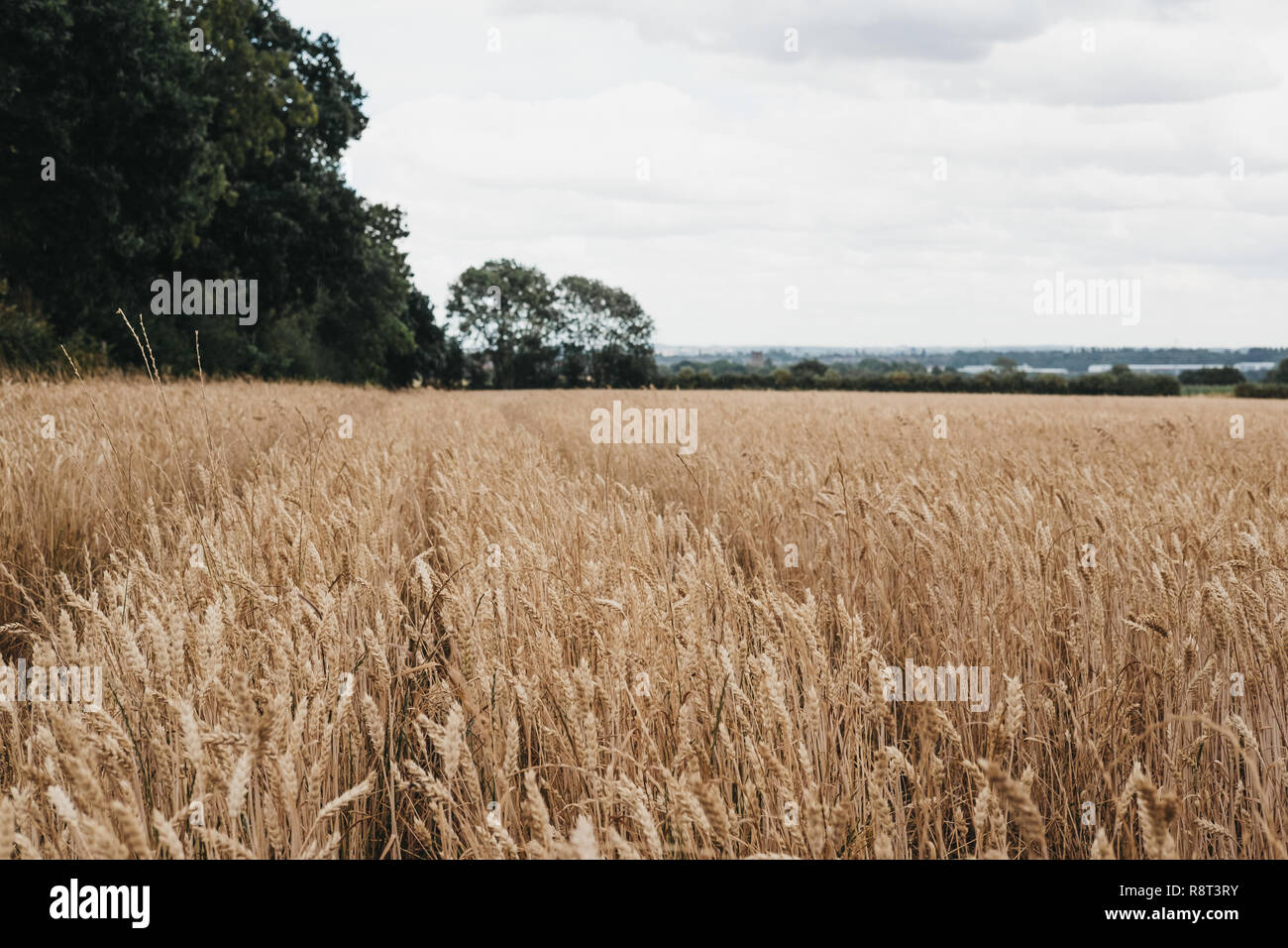 Low angle view of a wheat crop field, diminishing perspective ...