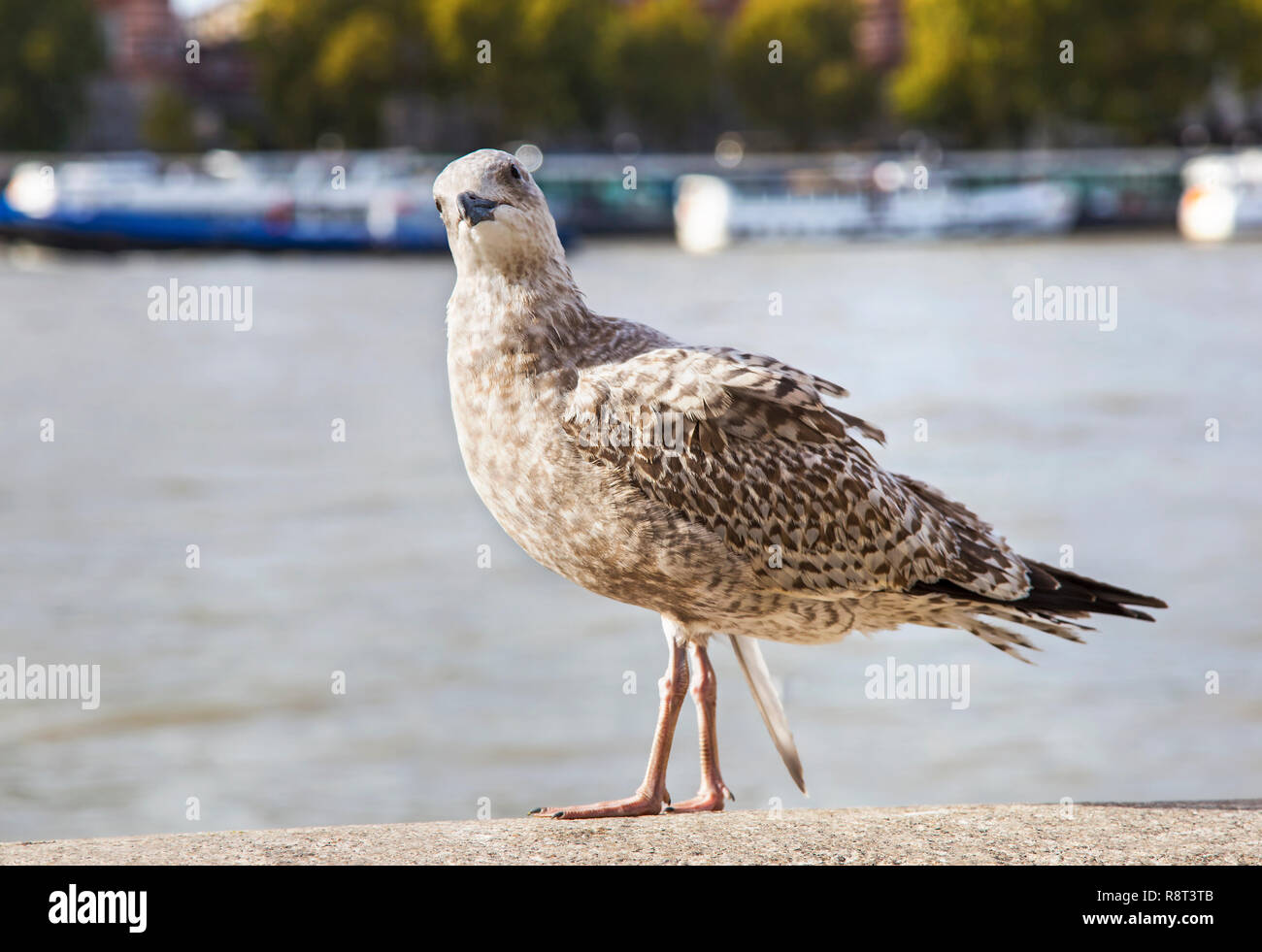 cute seagull in front of the Thames river in London city United Kingdom ...