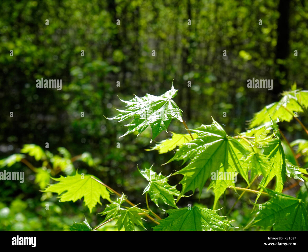 Acer platanoides young leaves hi-res stock photography and images - Alamy
