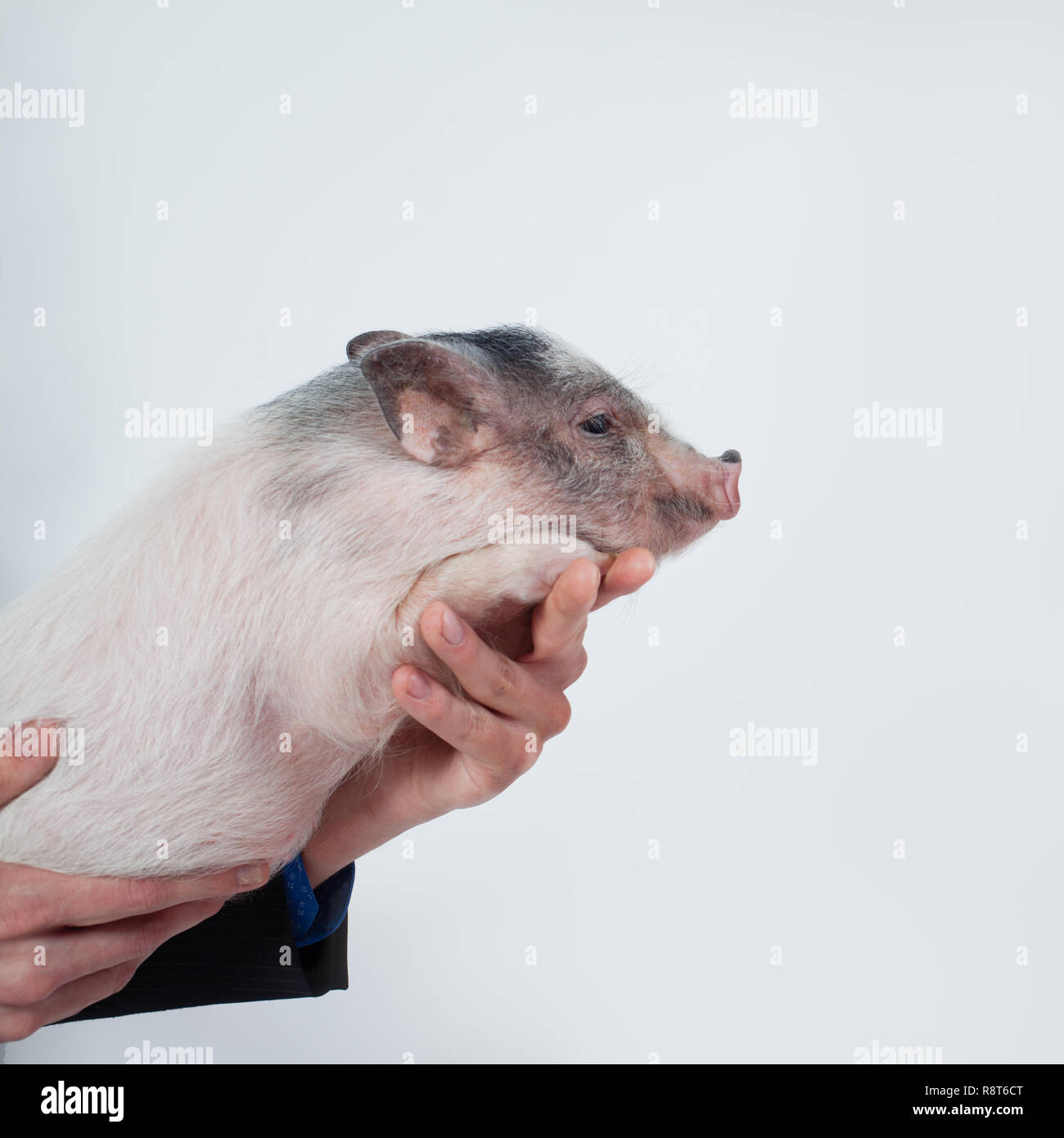 Mini pig on male hands on white background Stock Photo - Alamy