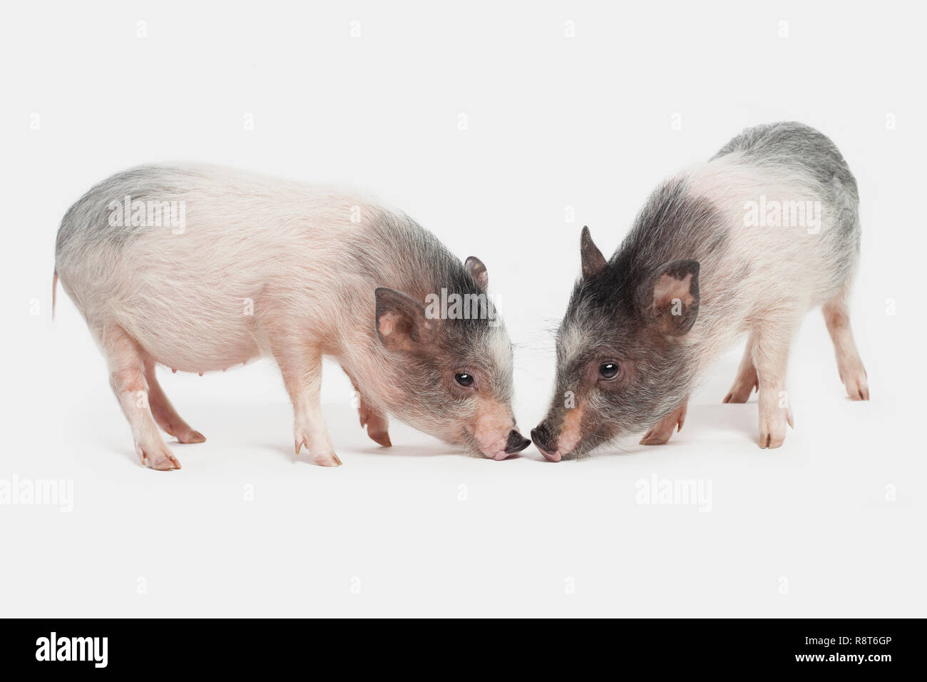 Two mini pigs on white background Stock Photo - Alamy