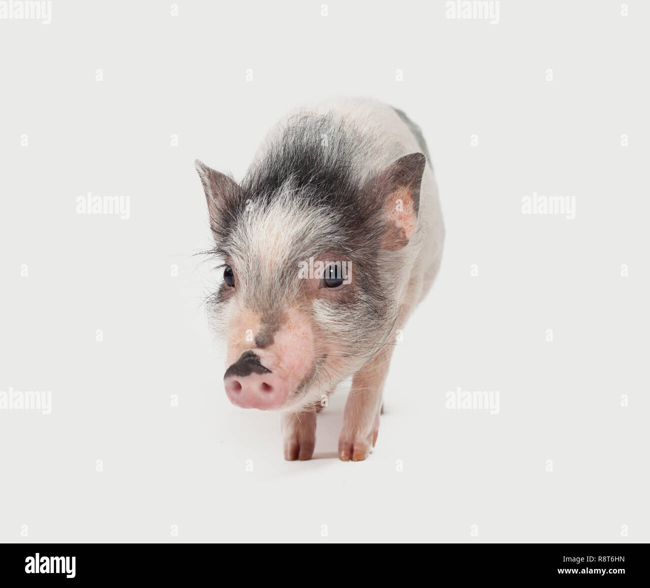 Cute mini pig on white background, portrait Stock Photo - Alamy