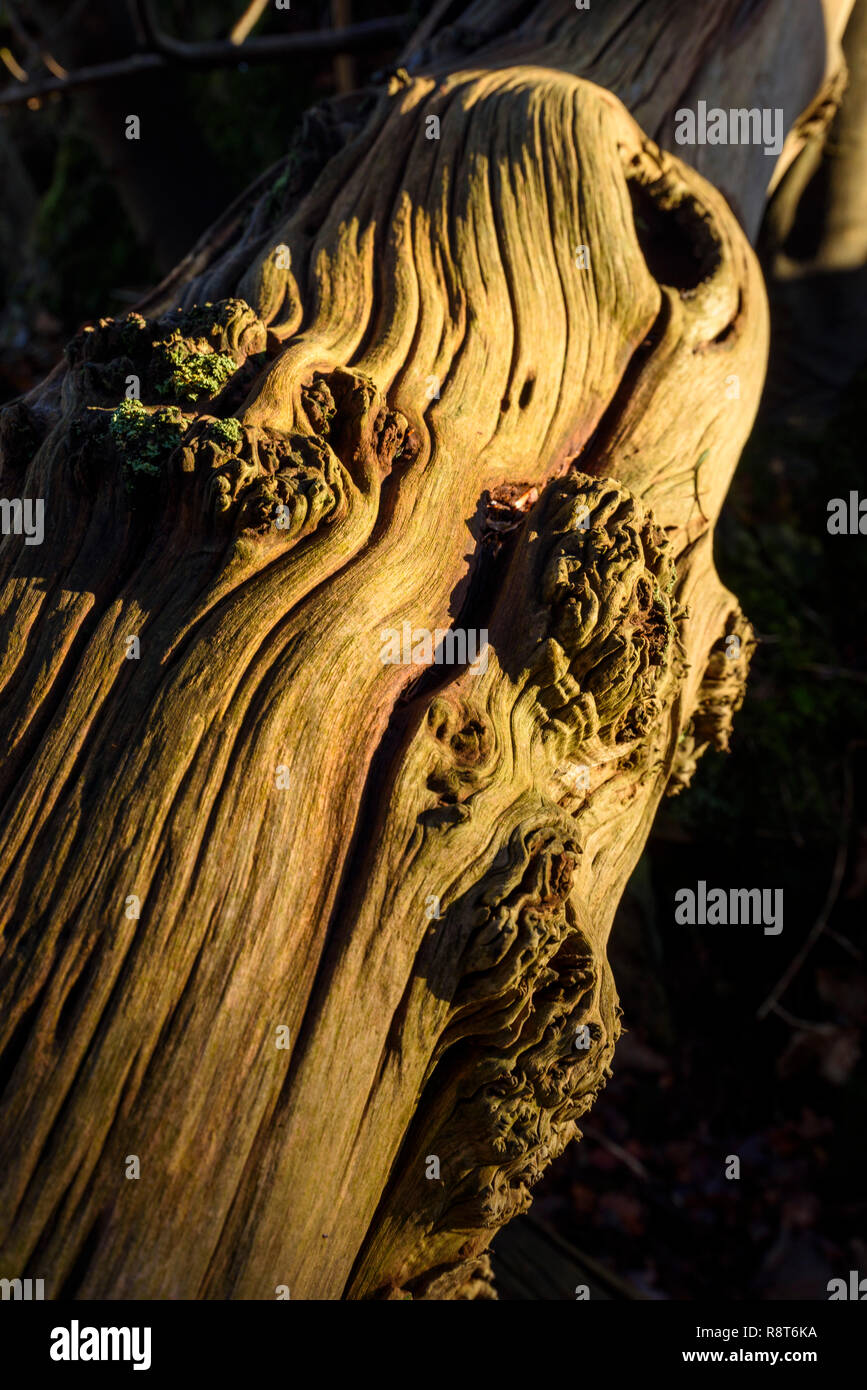 Rocky shore alone Kirkcudbright Bay, between The Doon and Ross Bay ...