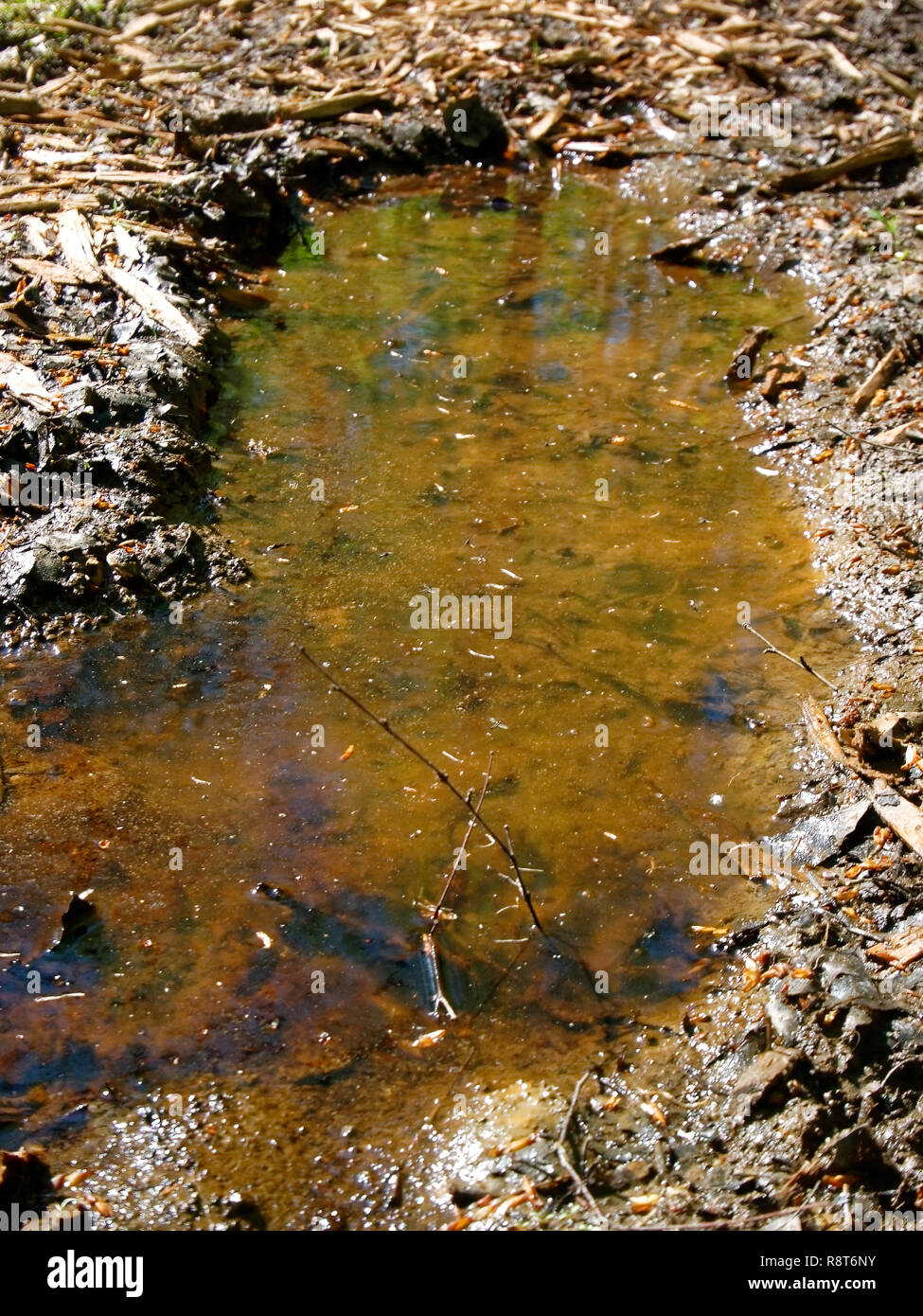 little dirty puddle in the forest in spring, Moscow Stock Photo - Alamy