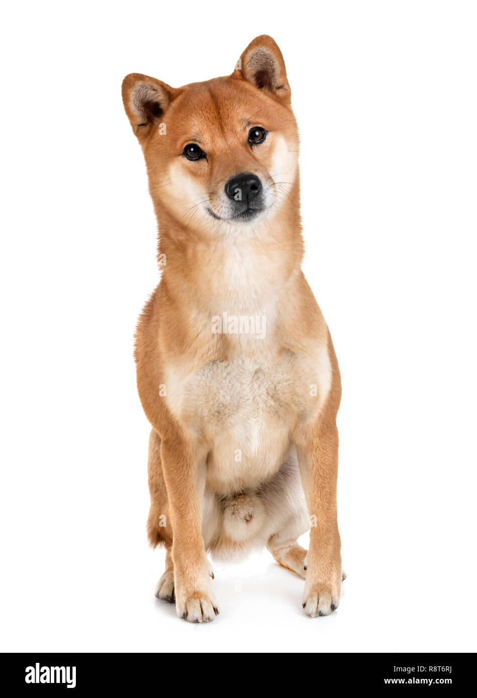 shiba inu in front of white background Stock Photo - Alamy